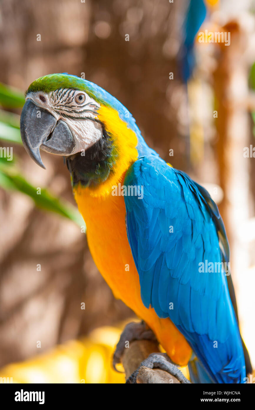 Blue Parrot portrait with yellow neck in the park Stock Photo - Alamy