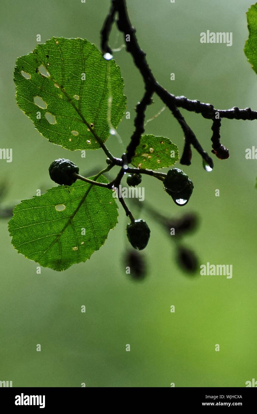 Wet twig hi-res stock photography and images - Alamy