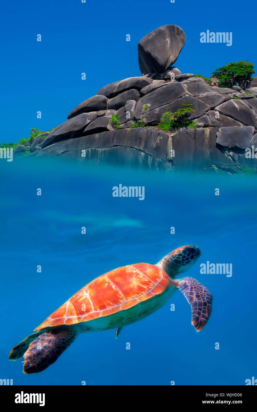 Turtle Above And Below Water High Resolution Stock Photography and ...