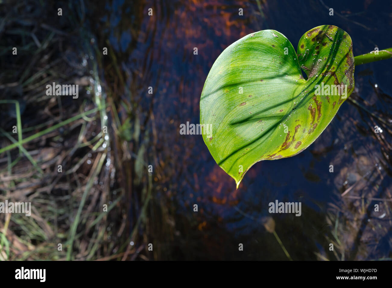 Calla leaf on dark natural background. Autumn vintage background with ...