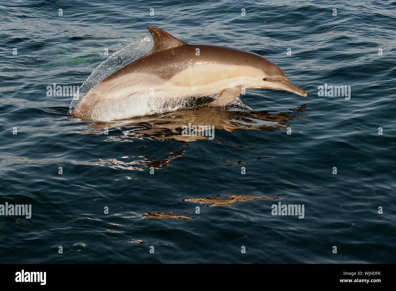 The jumping dolphins comes up from water. The Long-beaked common ...