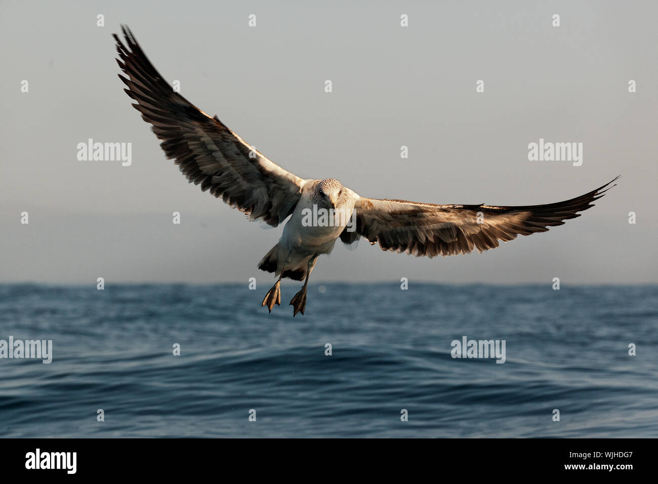 Flying Young Cape Gull, False Bay, South Africa, Africa Stock Photo - Alamy