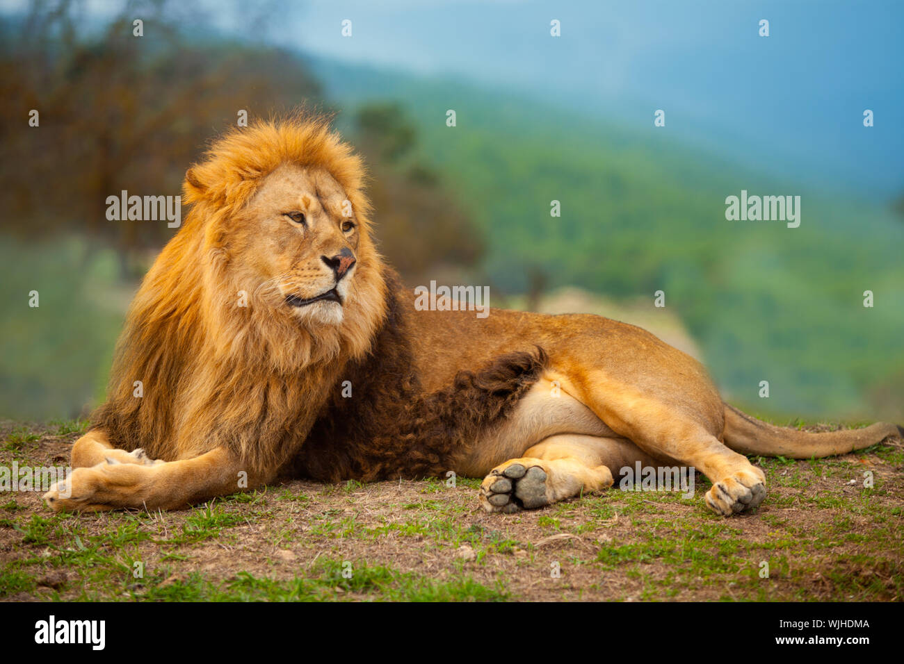 Male lion lying on top hi-res stock photography and images - Alamy