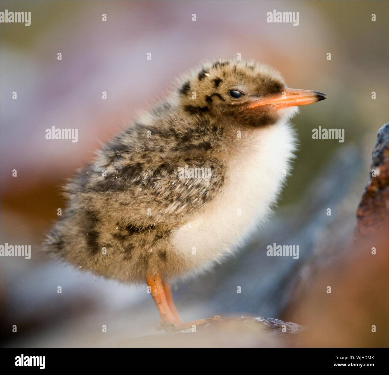 Baby bird. A small fluffy baby bird common tern Stock Photo - Alamy