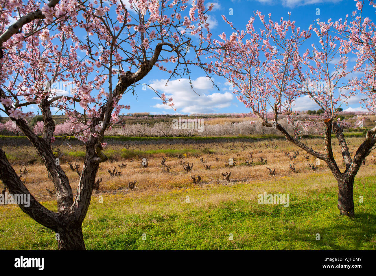 Denia Javea in spring with almond tree flowers Alicante Spain Stock ...
