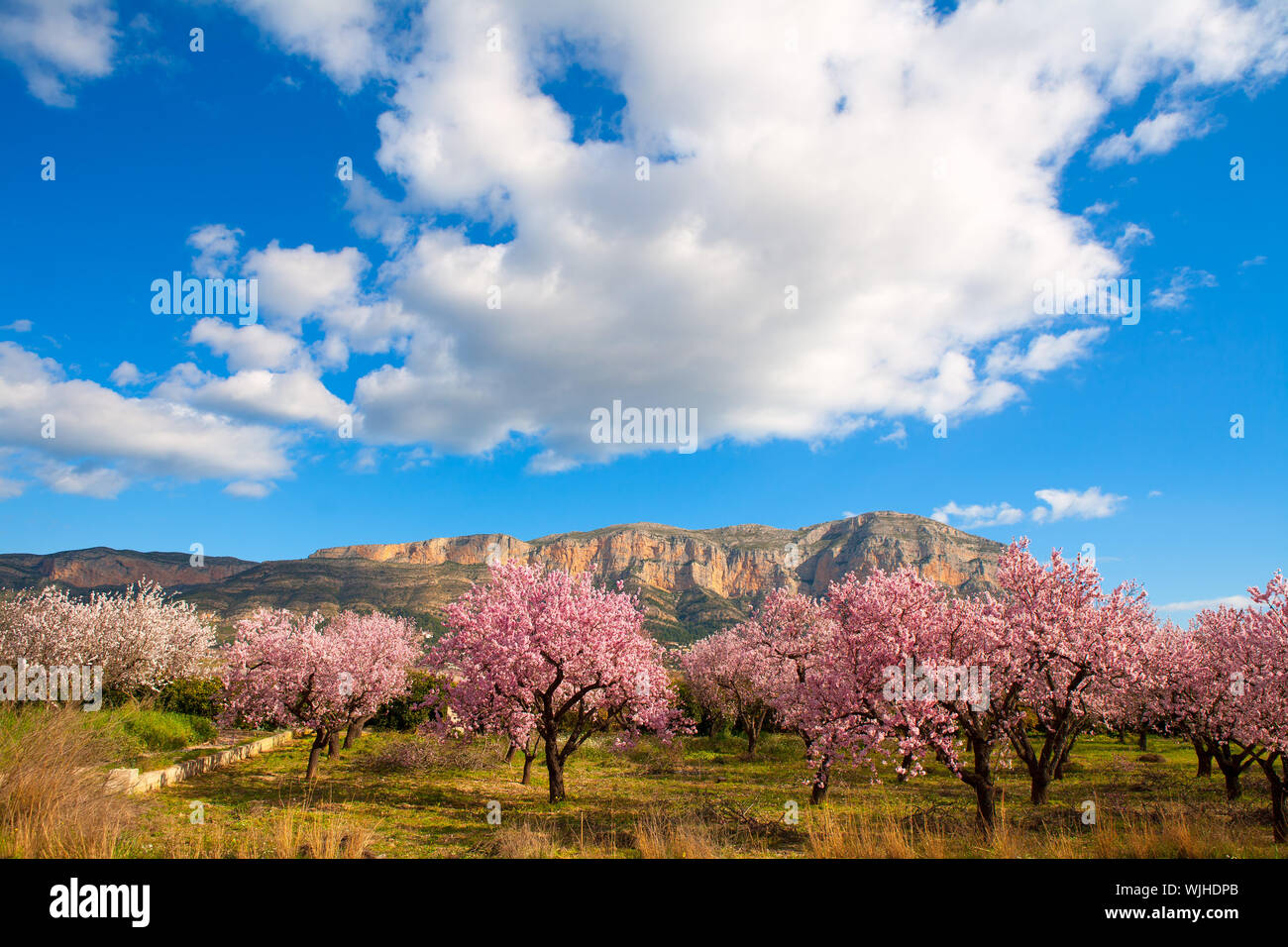 Denia Javea in spring with almond tree flowers Alicante Spain Stock ...
