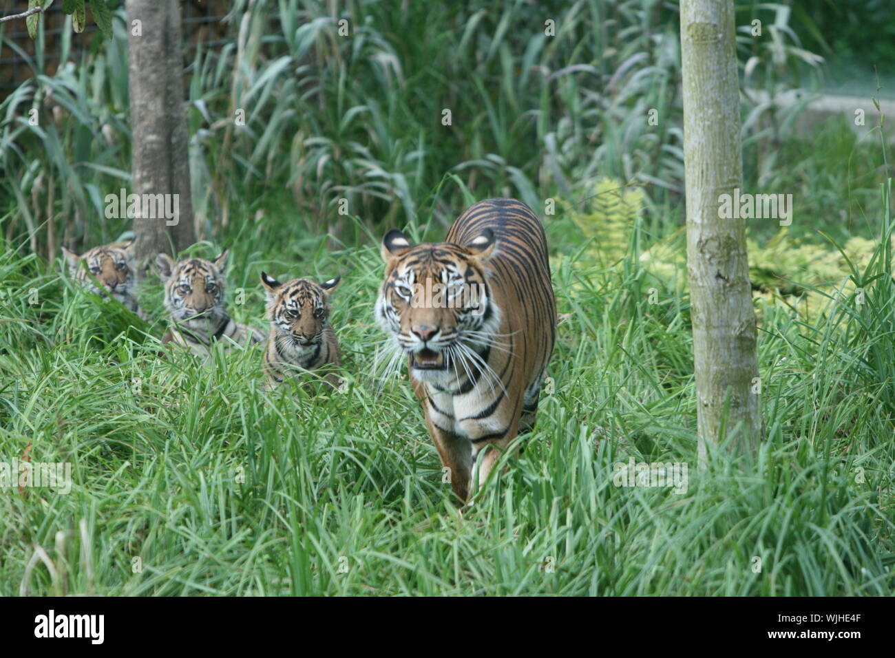 Beautiful tigers hi-res stock photography and images - Alamy