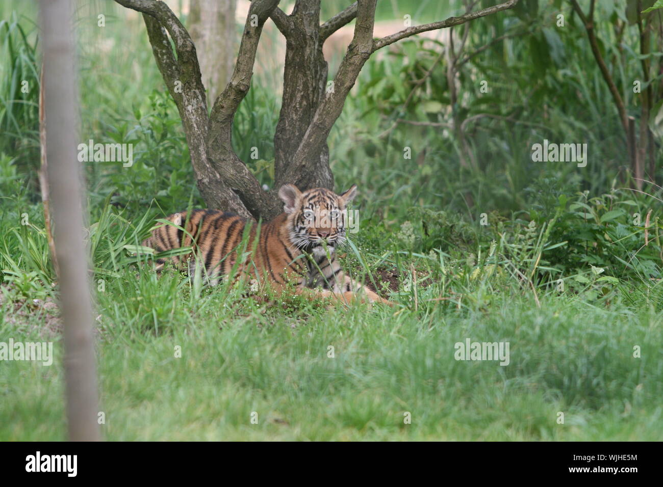 Beautiful tigers hi-res stock photography and images - Alamy