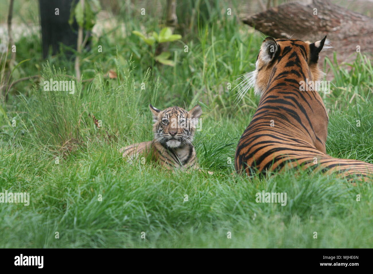 Beautiful Tiger Cubs Stock Photo - Alamy