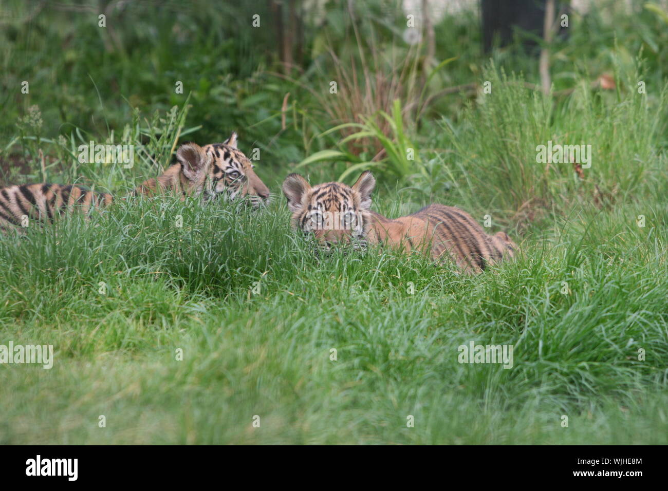 Beautiful Tiger Cubs Stock Photo - Alamy