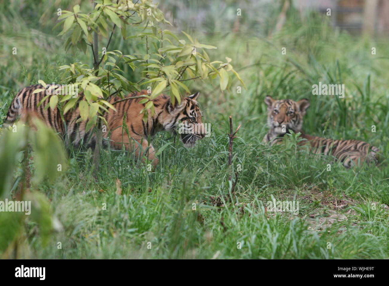 Beautiful Tiger Cubs Stock Photo - Alamy