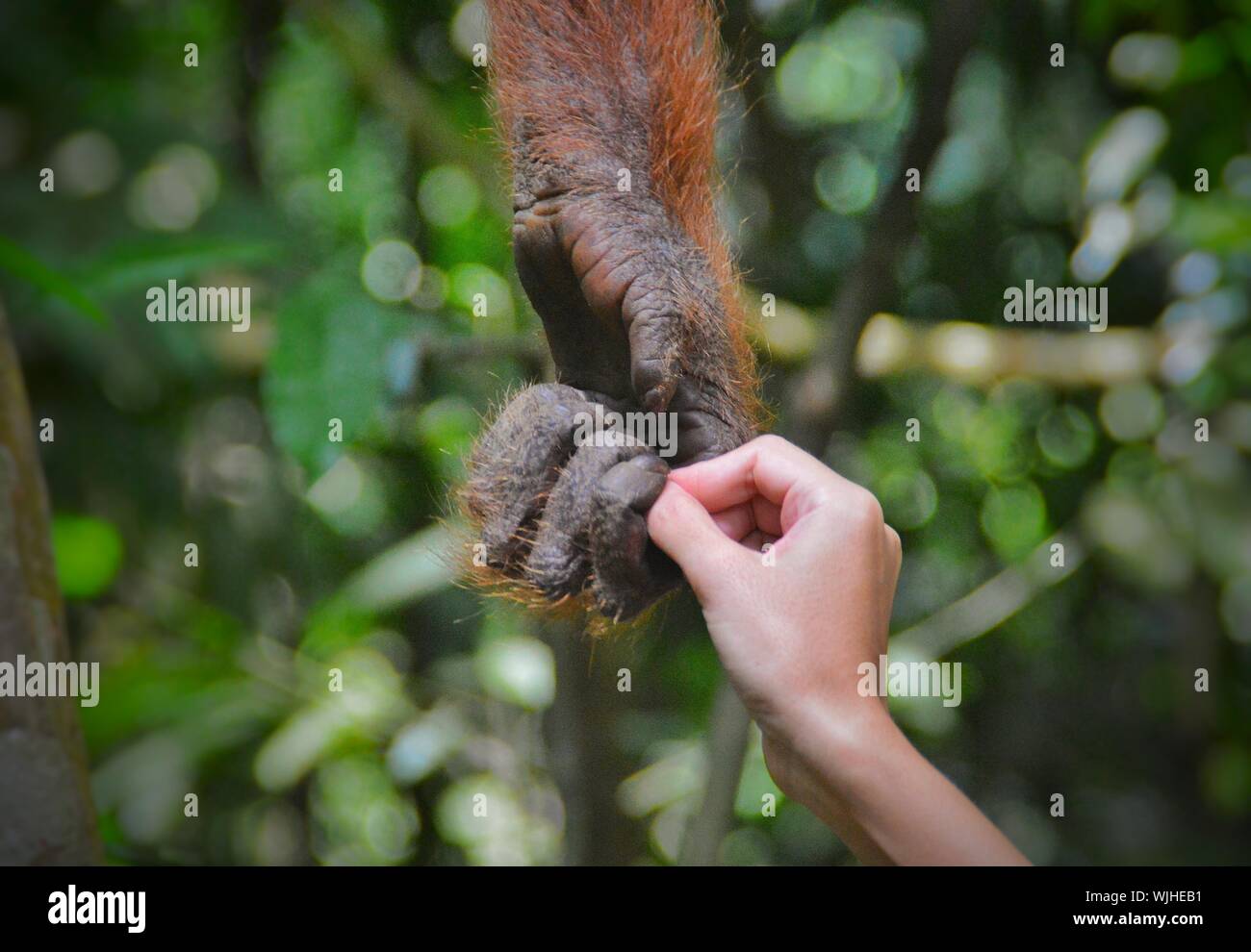 Chimpanzee human holding hands hi-res stock photography and images - Alamy