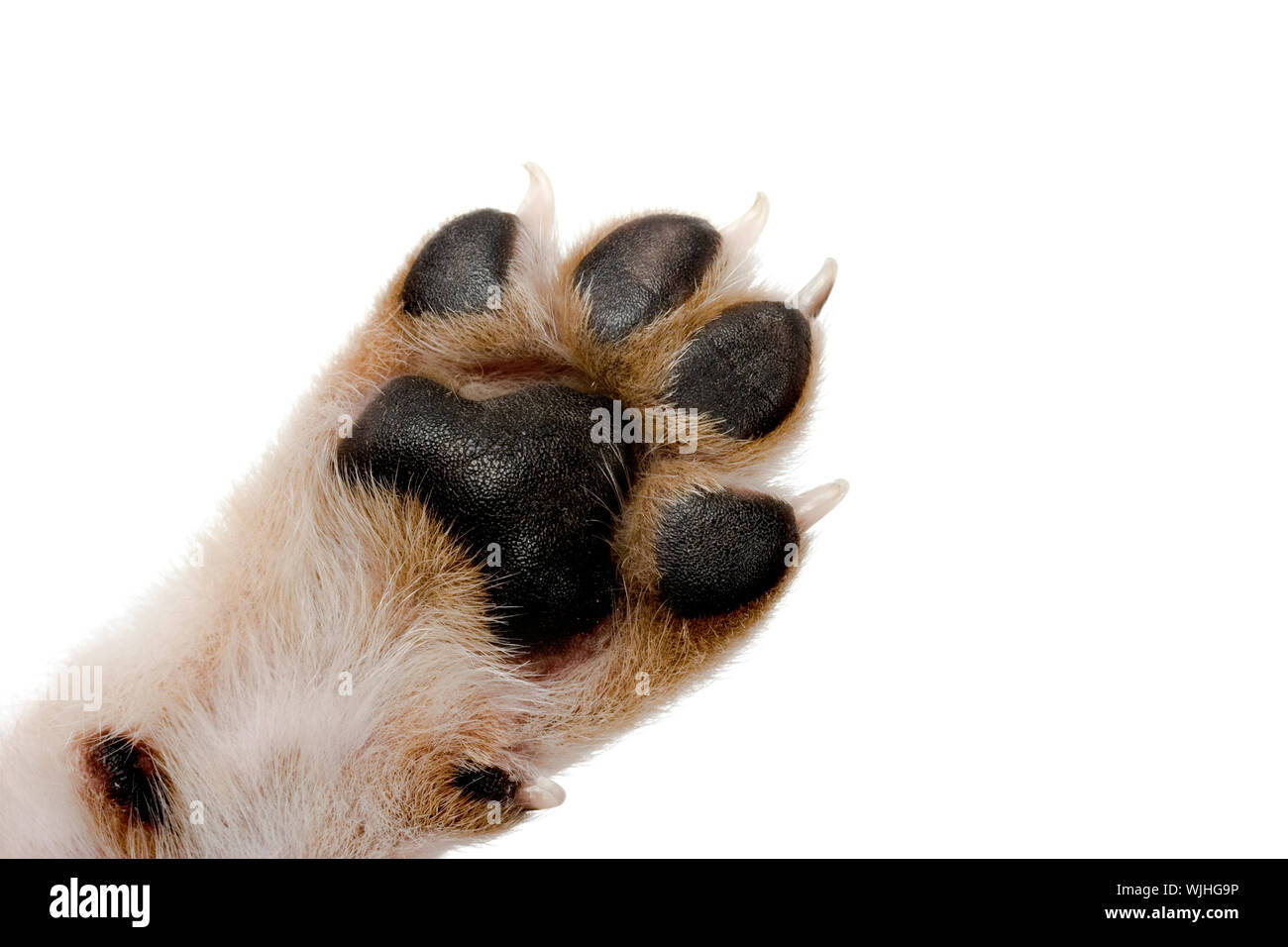 Close-up picture of dog paw - great footprints Stock Photo - Alamy
