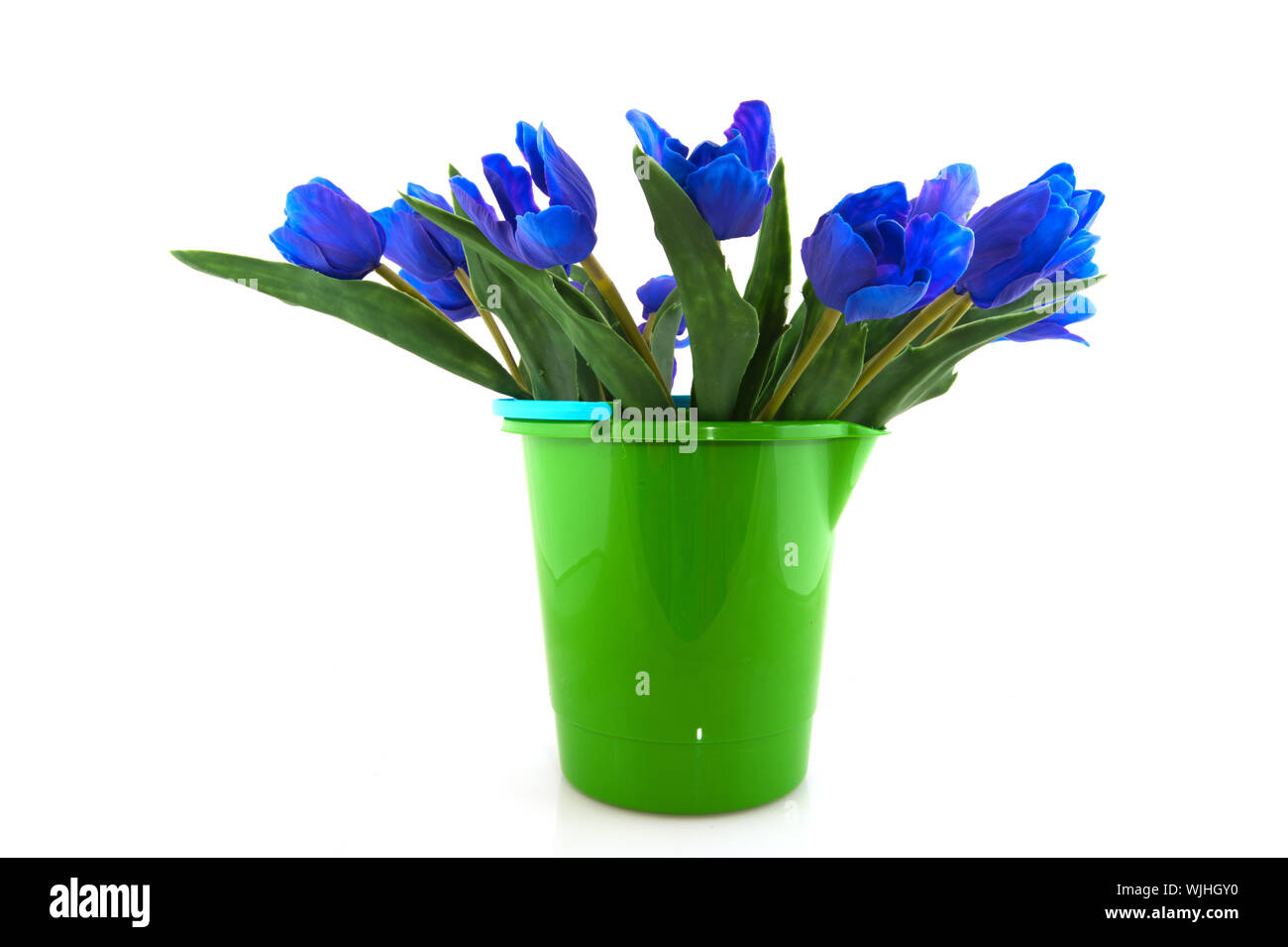 Tulips in weird blue color in green bucket Stock Photo - Alamy