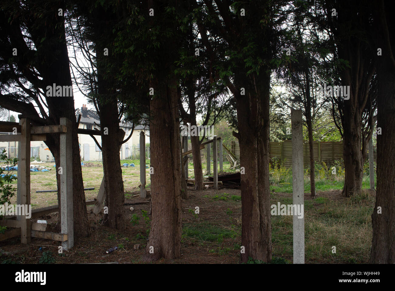 Trees in demolished garden Stock Photo - Alamy