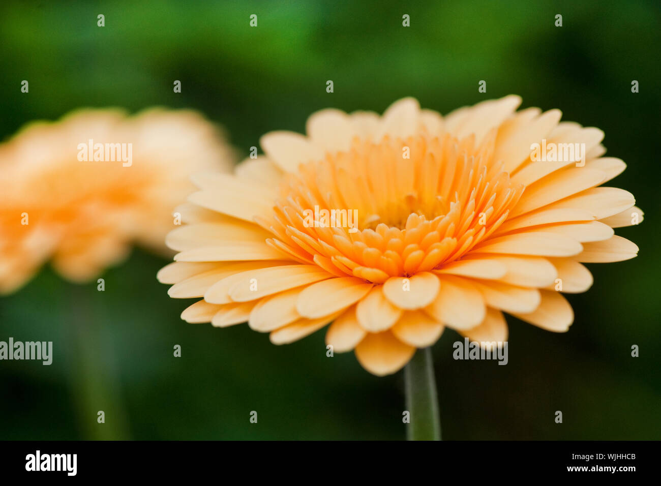 Yellow Gerber daisy flower plants in greenhouse Stock Photo - Alamy