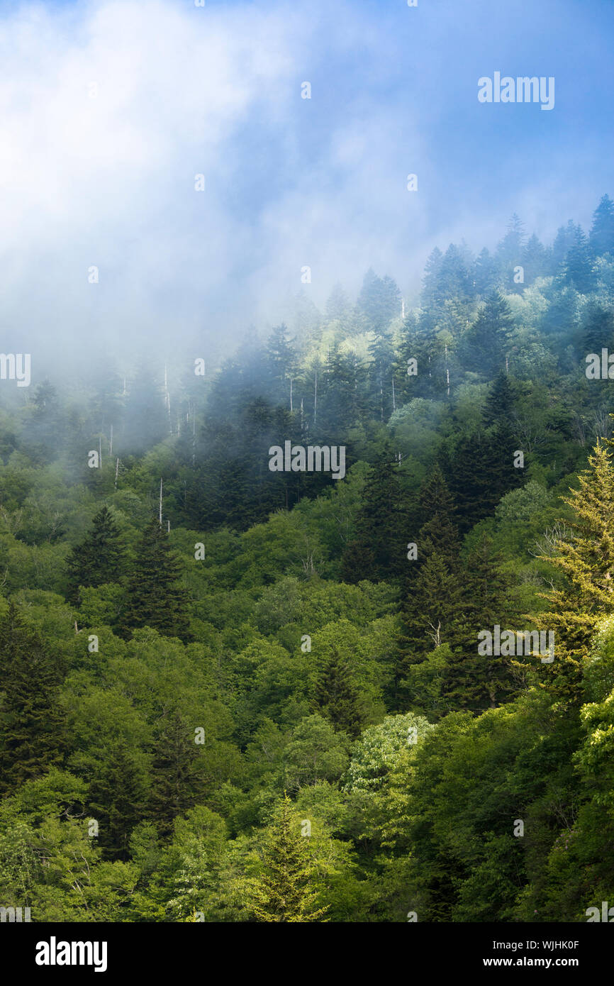 Cherokee national forest mist hi-res stock photography and images - Alamy