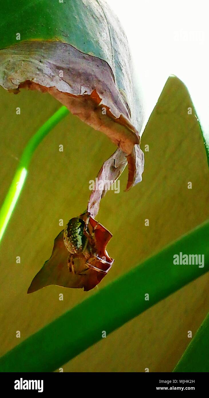 Damaged leaf hi-res stock photography and images - Alamy