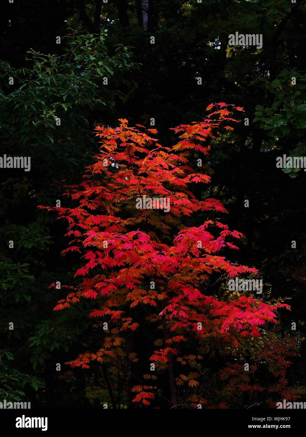 Dark red garden tree hi-res stock photography and images - Alamy