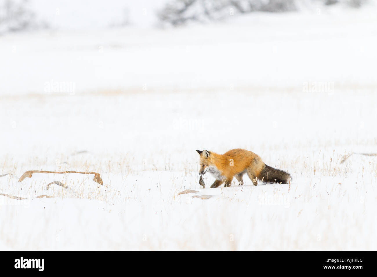 Fox hunting in snow hi-res stock photography and images - Alamy