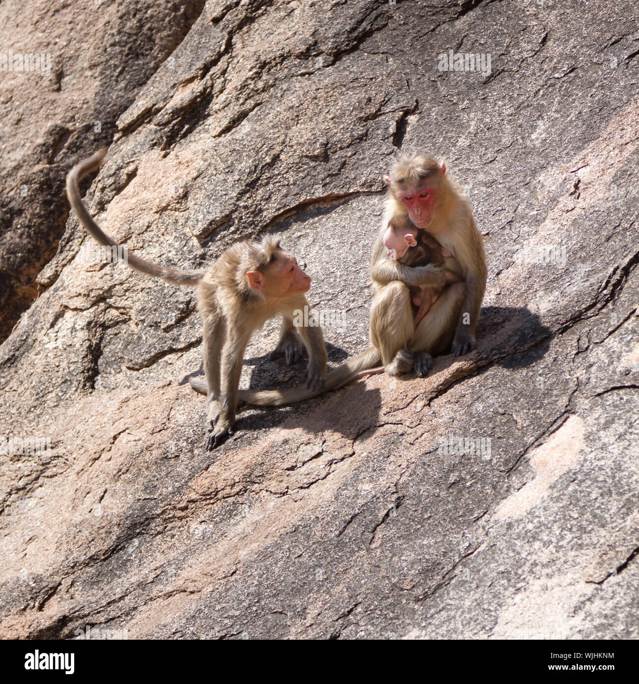 Family of monkeys on rock hi-res stock photography and images - Alamy