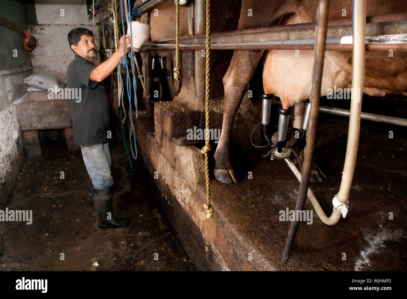Milking machine drawing from udder on dairy cow in Costa Rica Stock ...