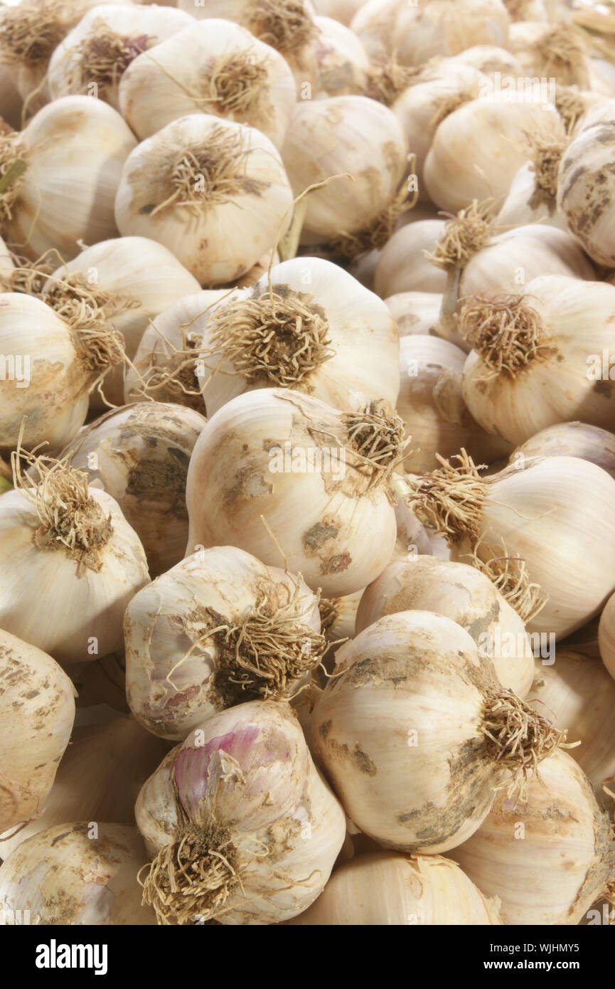 plenty of garlic fresh from the field Stock Photo - Alamy