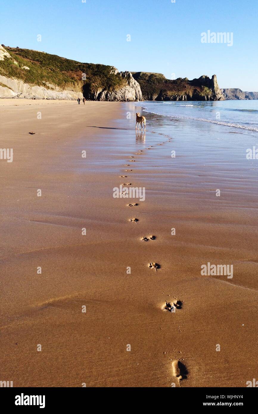 Beach paw prints High Resolution Stock Photography and Images - Alamy