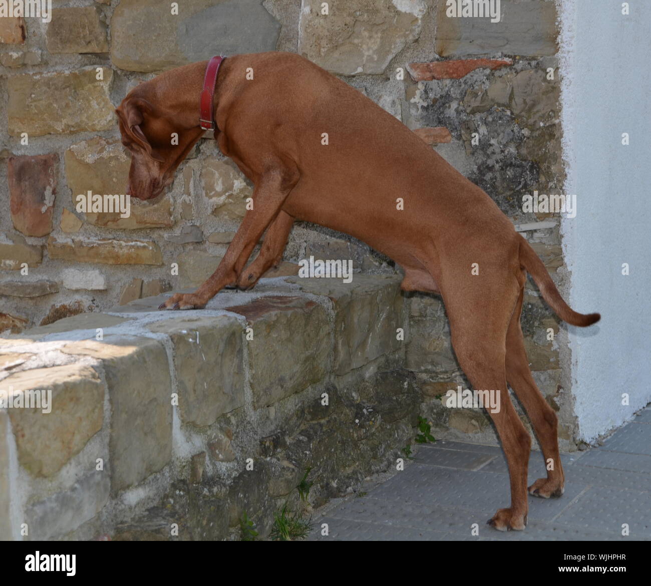 Dog stone wall hi-res stock photography and images - Alamy
