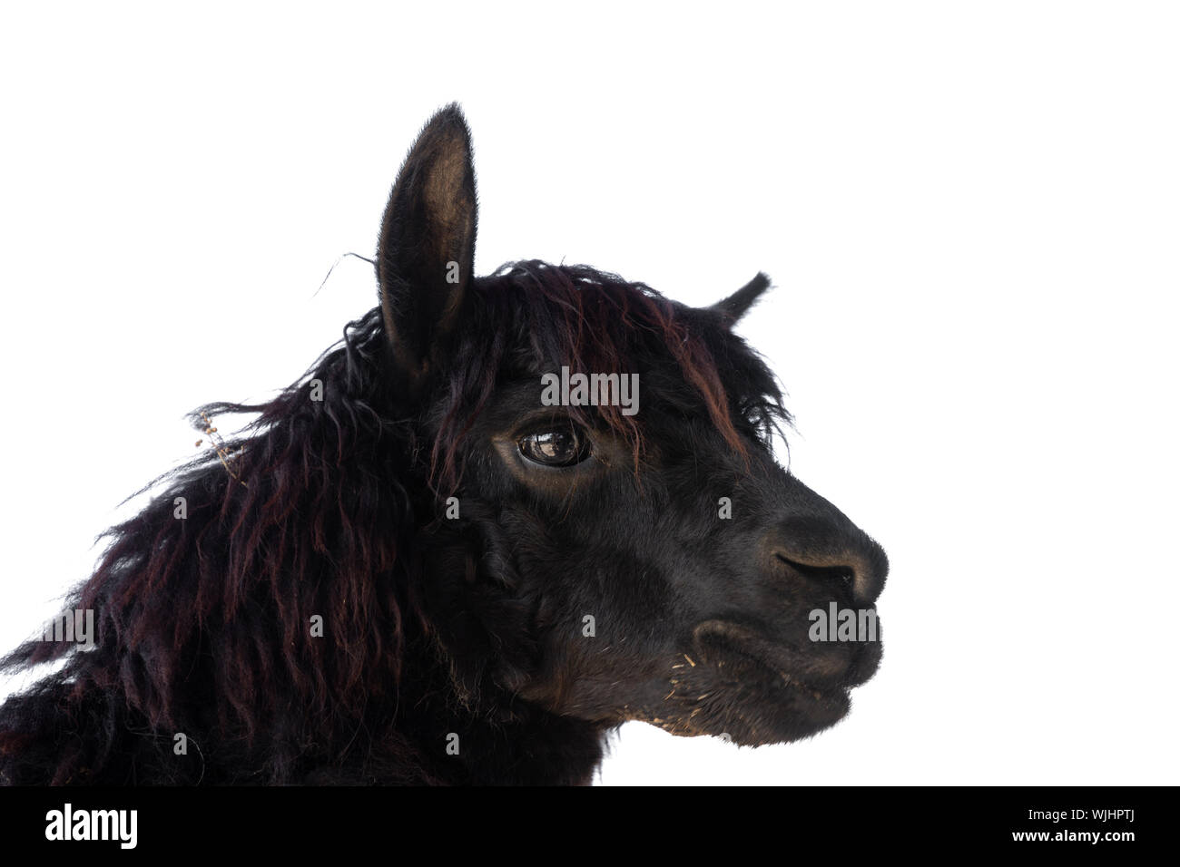 Head of black alpaca on white background Stock Photo - Alamy