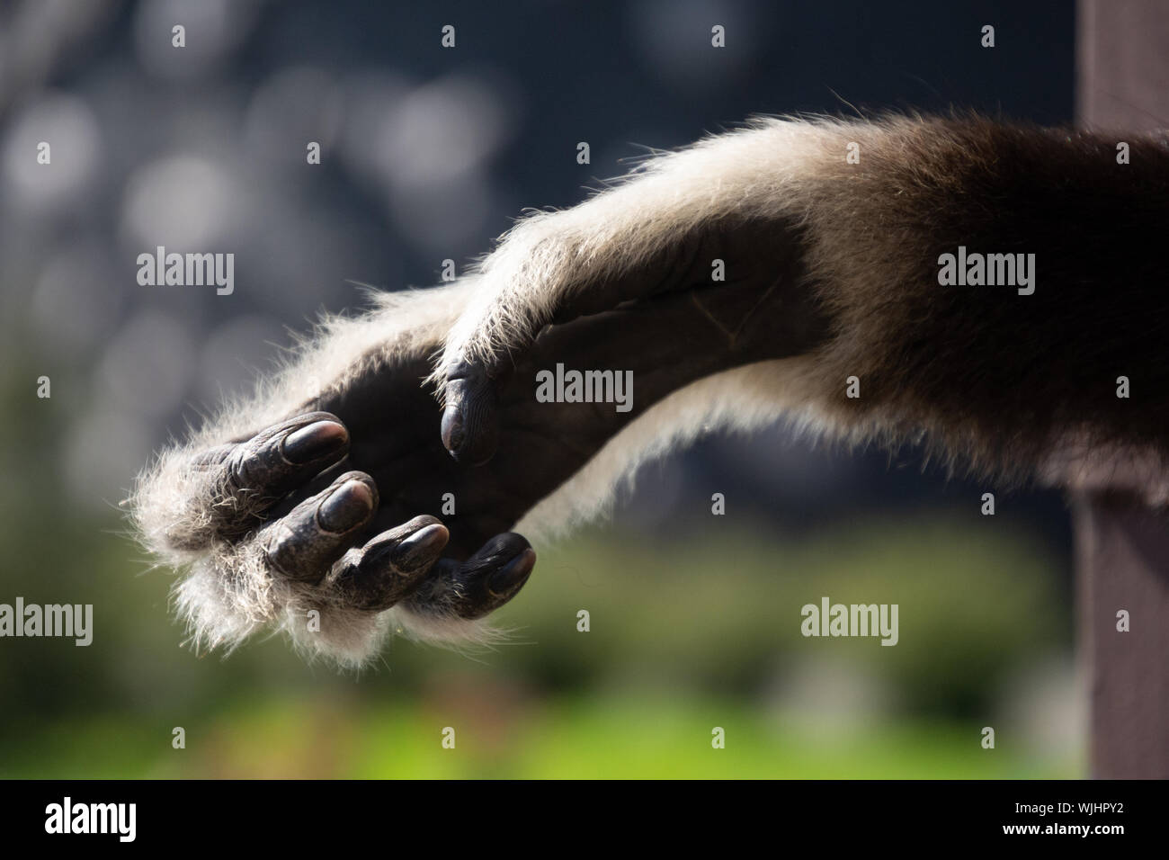 Hand of The lar gibbon (Hylobates lar), also known as the white-handed ...