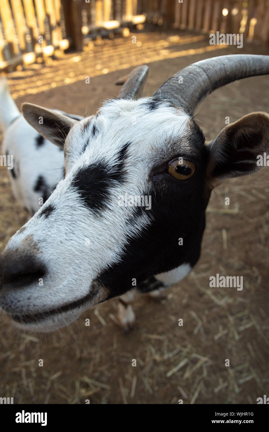 Several young patchy goats close looking into camera Stock Photo - Alamy