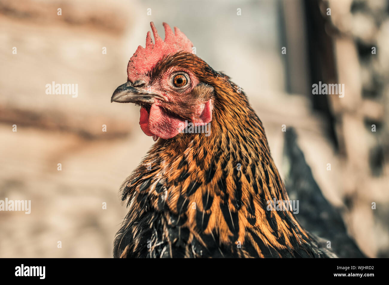 Hen And Rooster Side By Side High Resolution Stock Photography and ...