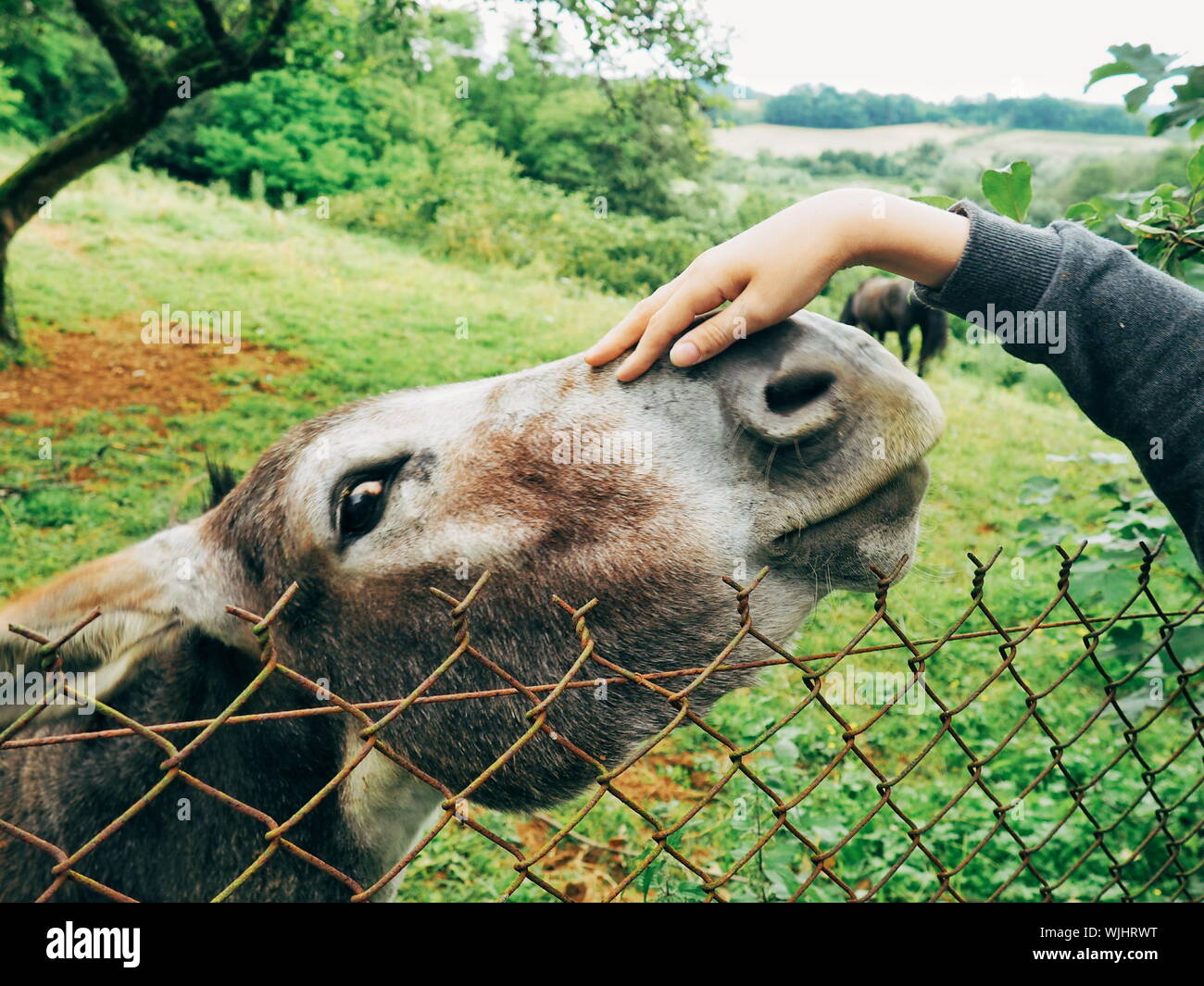 Donkey behavior hi-res stock photography and images - Alamy