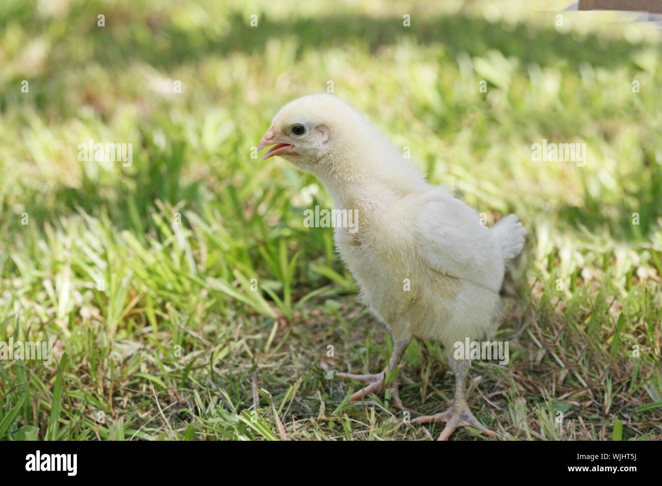 Baby chick standing in grass Stock Photo - Alamy