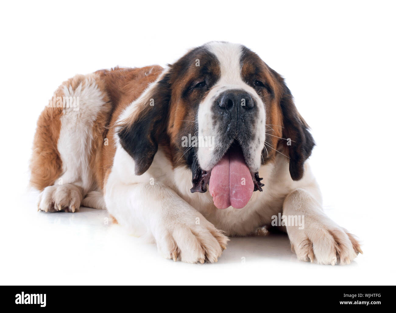 Portrait purebred saint bernard in hi-res stock photography and images ...