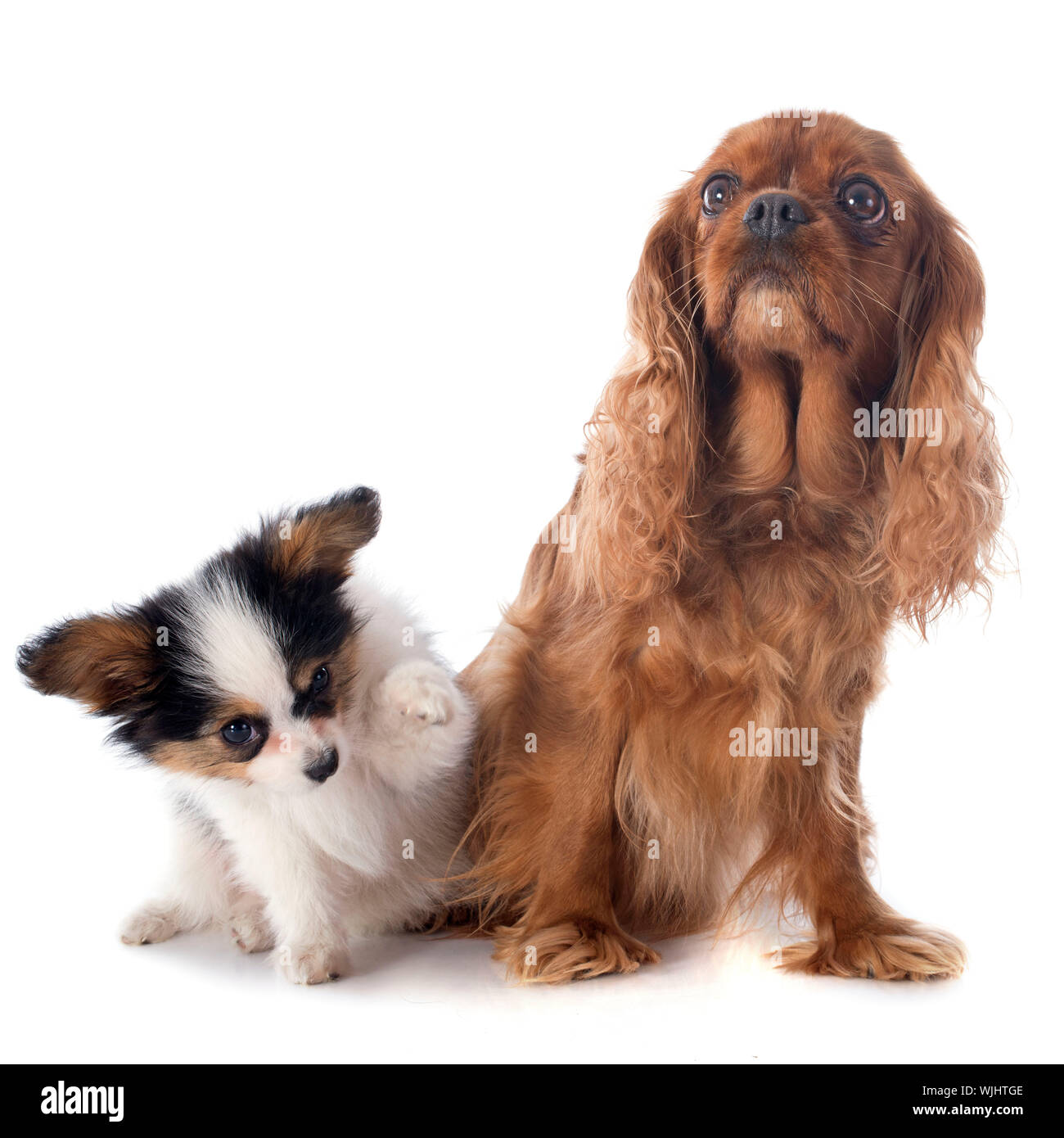 papillon puppy and cavalier king charles in front of white background ...