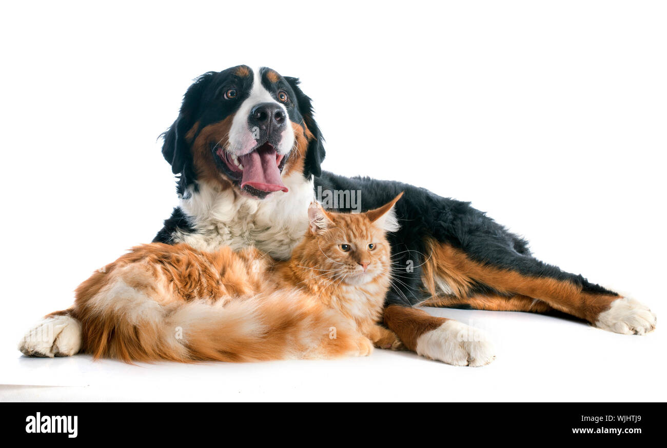 portrait of a purebred bernese mountain dog and maine coon cat in front ...