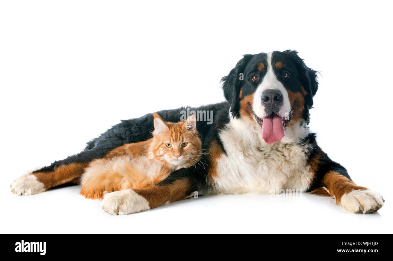 portrait of a purebred bernese mountain dog and maine coon cat in front ...