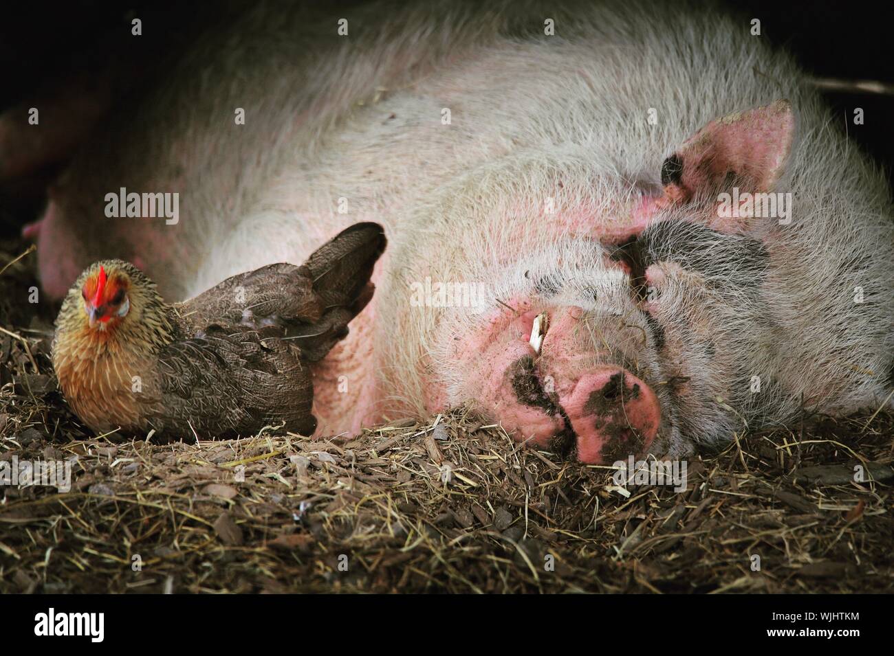 Messy pig hi-res stock photography and images - Alamy