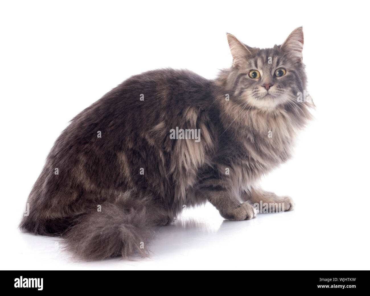 portrait of a purebred maine coon cat on a white background Stock Photo ...