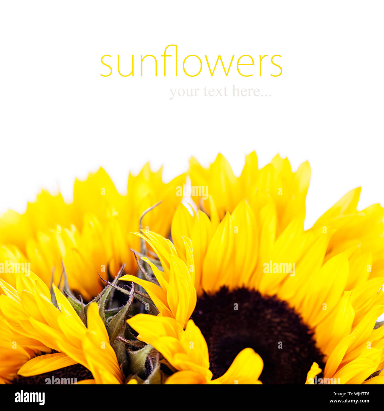Sunflower Frame on white background (with easy removable sample text ...