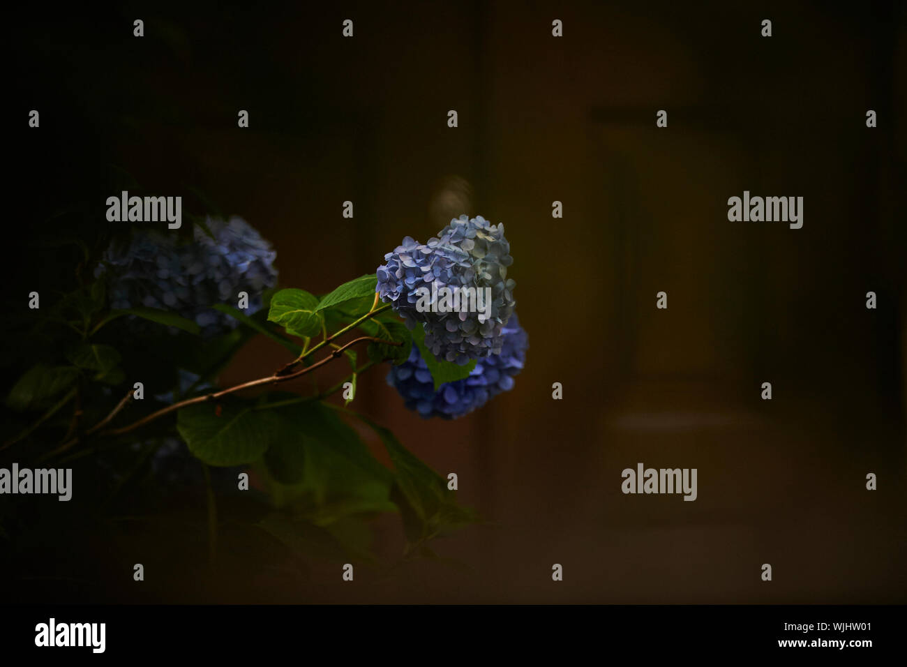 Blue front door and hydrangeas hi-res stock photography and images - Alamy