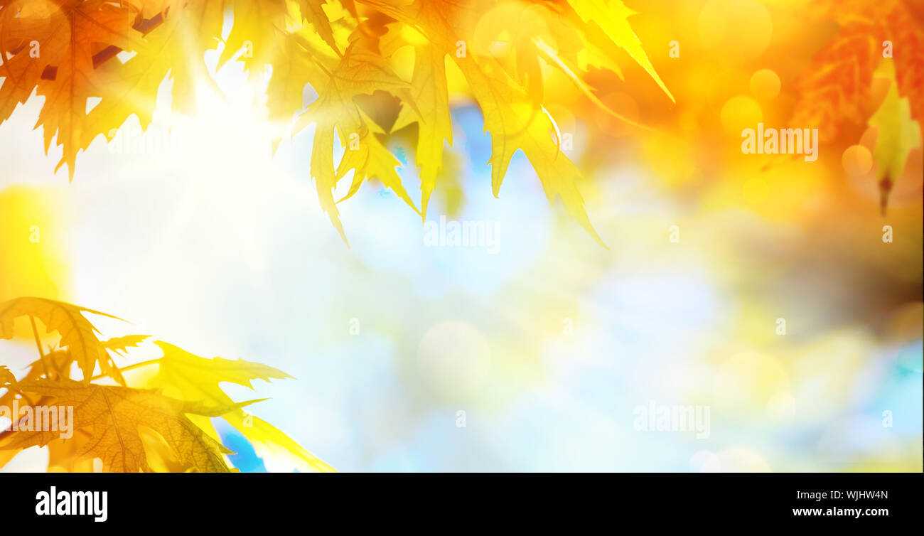 Autumn leaves background, yellow maple leaf against sunny sky Stock Photo - Alamy