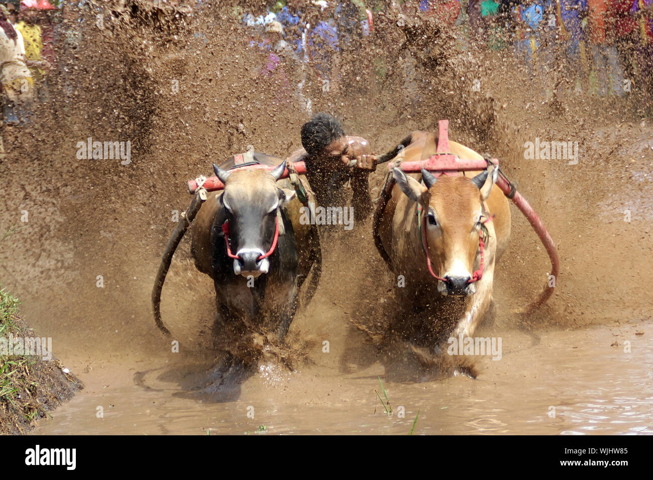 Man riding cattle hi-res stock photography and images - Alamy