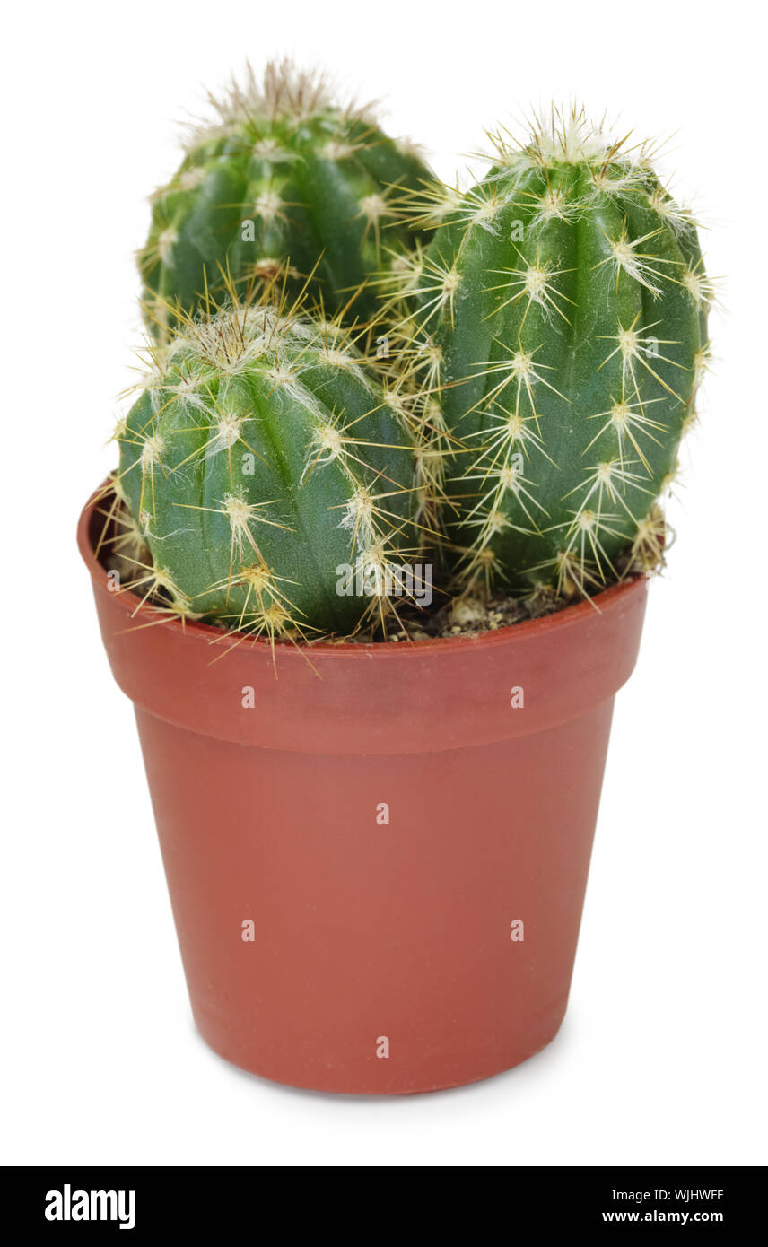 Cacti in brown pot Cut Out Stock Images & Pictures - Alamy