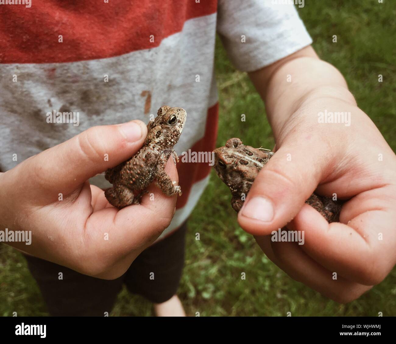 Real Frogs High Resolution Stock Photography and Images - Alamy