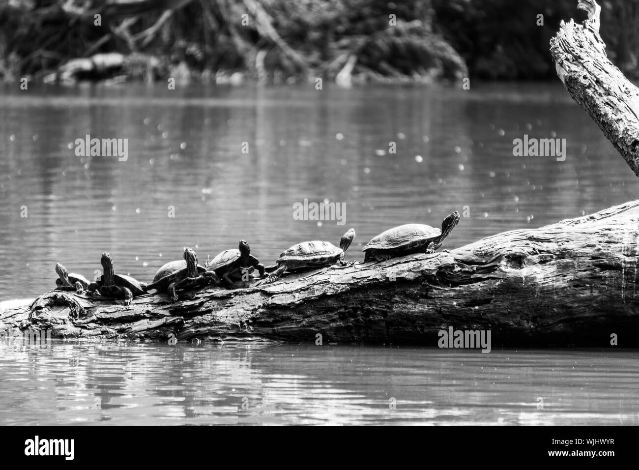 Turtles in black water hi-res stock photography and images - Alamy