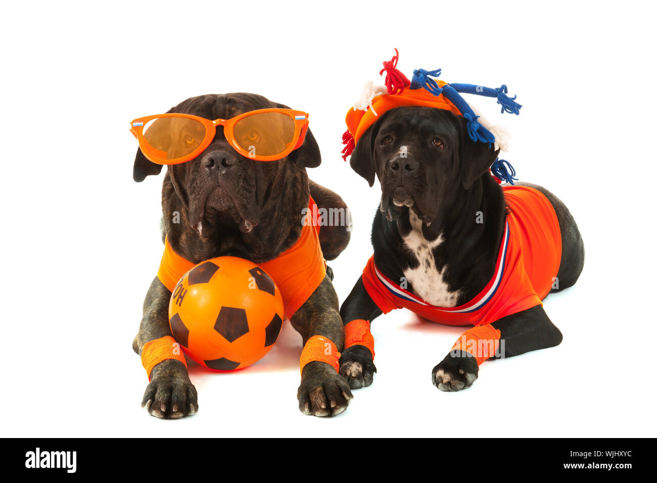 Dogs with Dutch colors and orange sweaters as sports fan isolated over ...