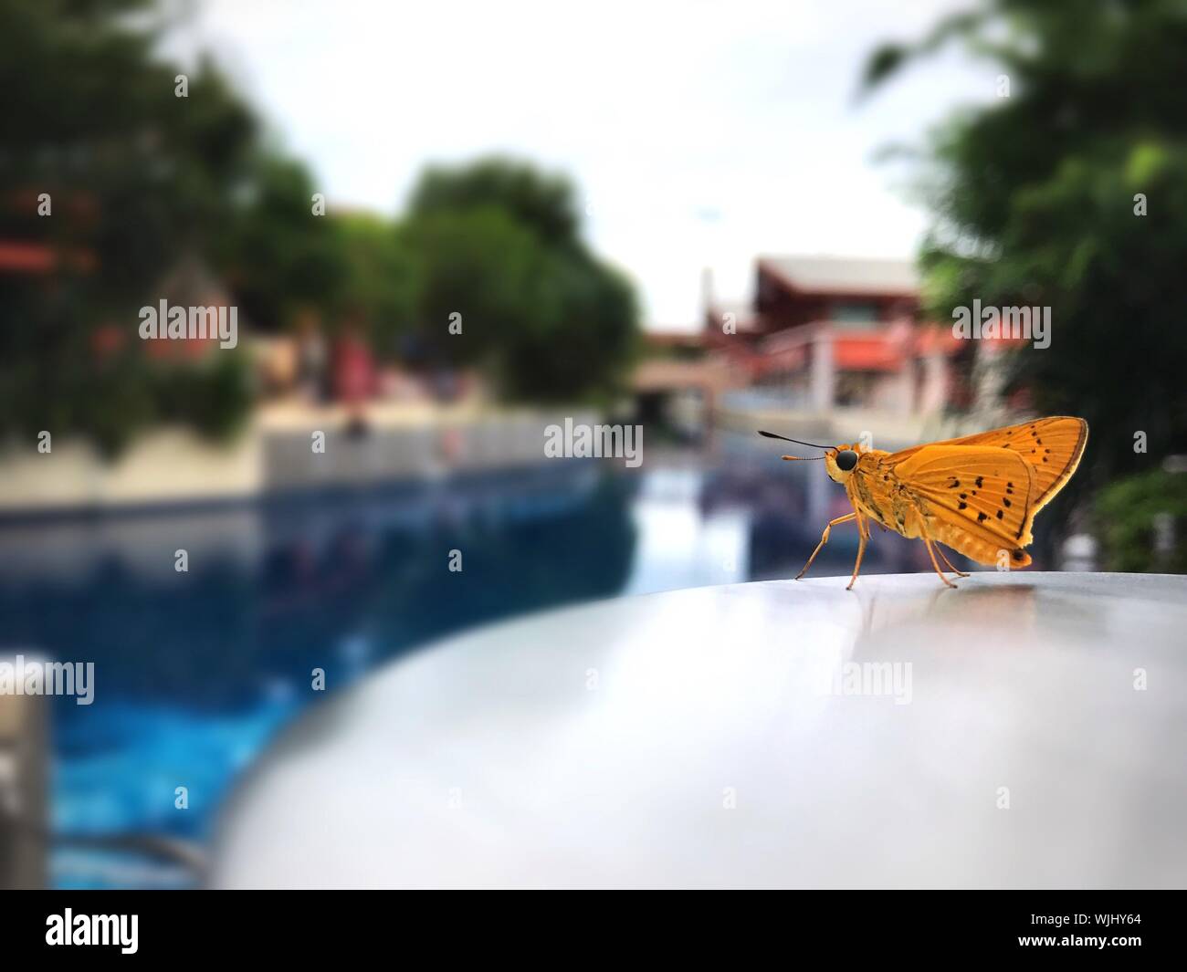 Butterfly swimming pool hi-res stock photography and images - Alamy